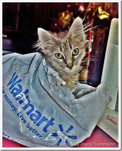 The Beautiful Walmart Cat – Michael Broad